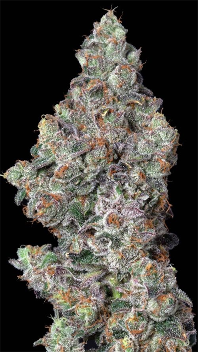 Wash Hydro Medical Cannabis Dispensary • Vice City - 3/pack SUPREME ... Wash Hydro Medical Cannabis Dispensary • Vice City - 3/pack SUPREME ...