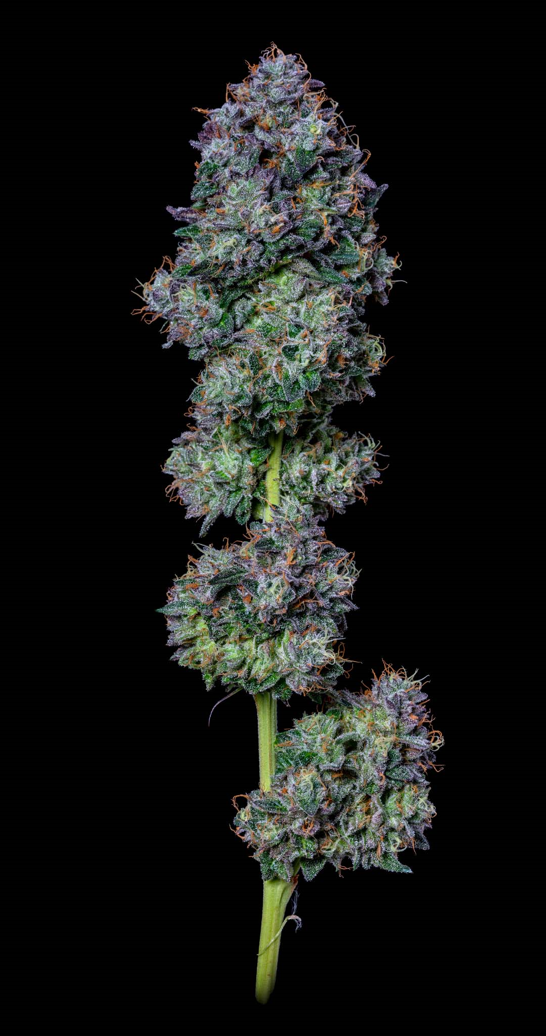 Wash Hydro Medical Cannabis Dispensary - Order Online For Pick-up and ... Wash Hydro Medical Cannabis Dispensary - Order Online For Pick-up and ...